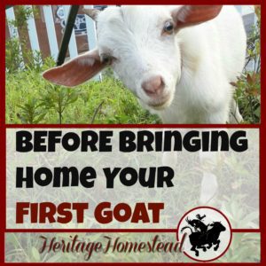 CD&T Vaccination for Goats: Necessary or Not? | September 2018