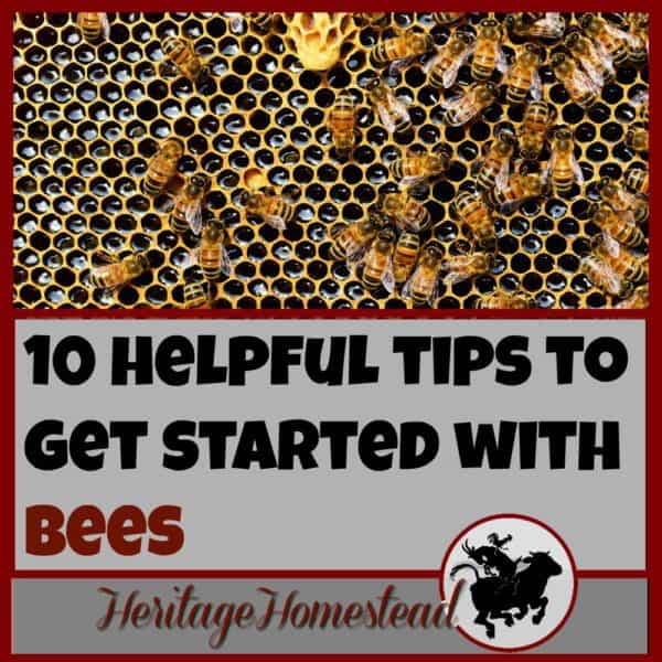 Beekeeping for Beginners: Montana Bees: | A Life of Heritage