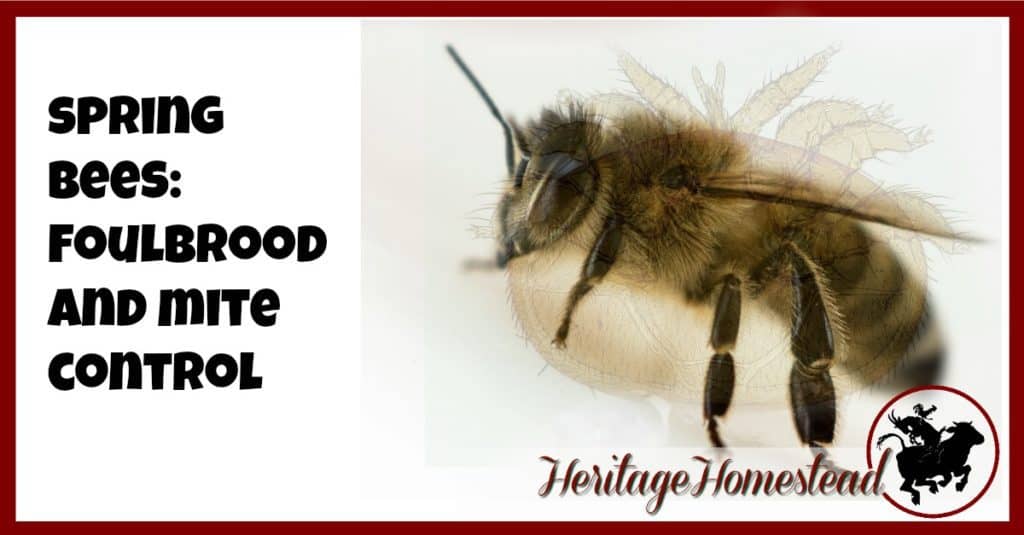 Spring Bees: "Foulbrood and Mite Control" | How to Prevent it