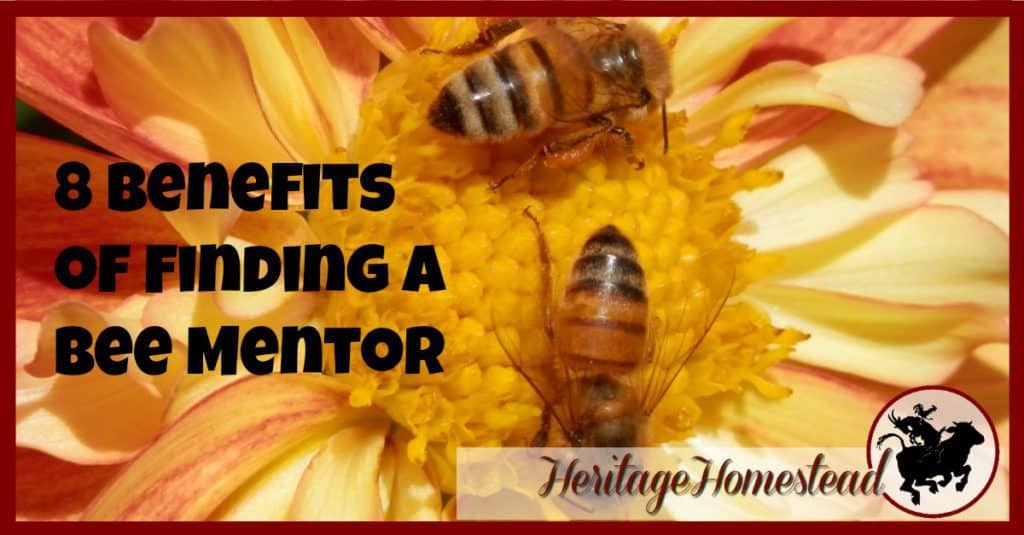 8 Benefits of Finding a Bee Mentor in 2024 to Start Beekeeping