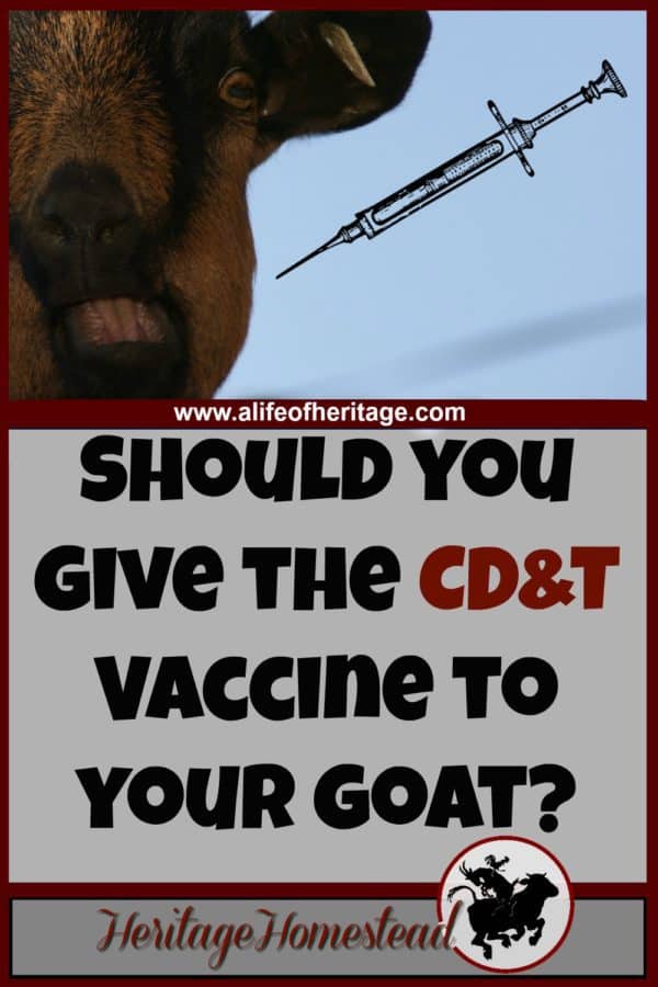 CDT Vaccine for Goats: Is it Necessary or Not? | September 2025