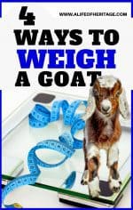 Goat Weight: 4 EASY Ways to Weigh | 2025 | Why you need to know!