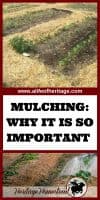 Mulching: Why is it SO important? And WHEN to mulch strategically!