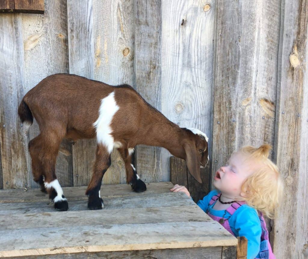 Kidding Kit: A Complete list for goat birth | A Life of Heritage