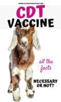 CDT Vaccine for Goats: Is it Necessary or Not? | September 2025