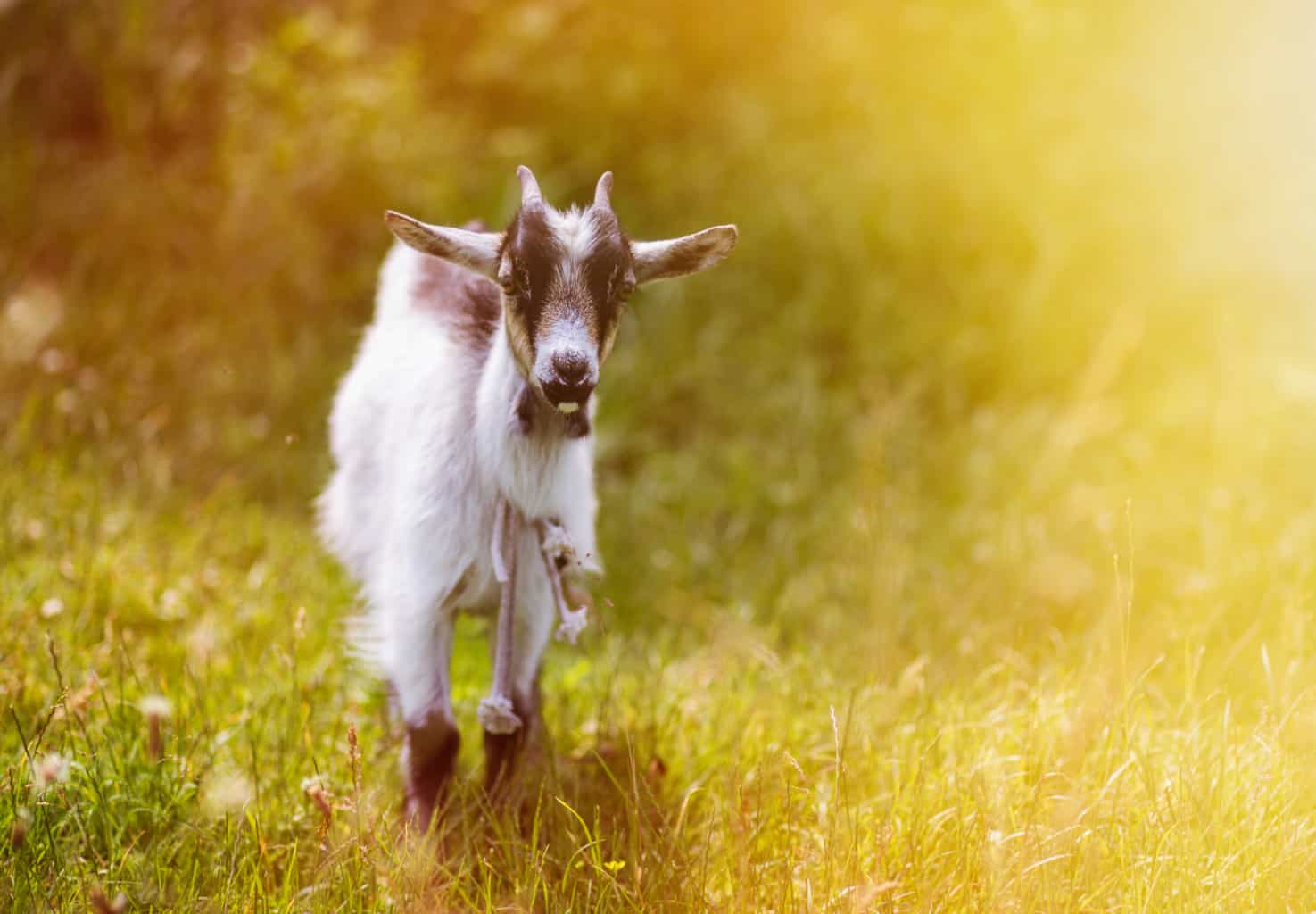 Goat Pneumonia: Causes, Symptoms, Treatment Plan