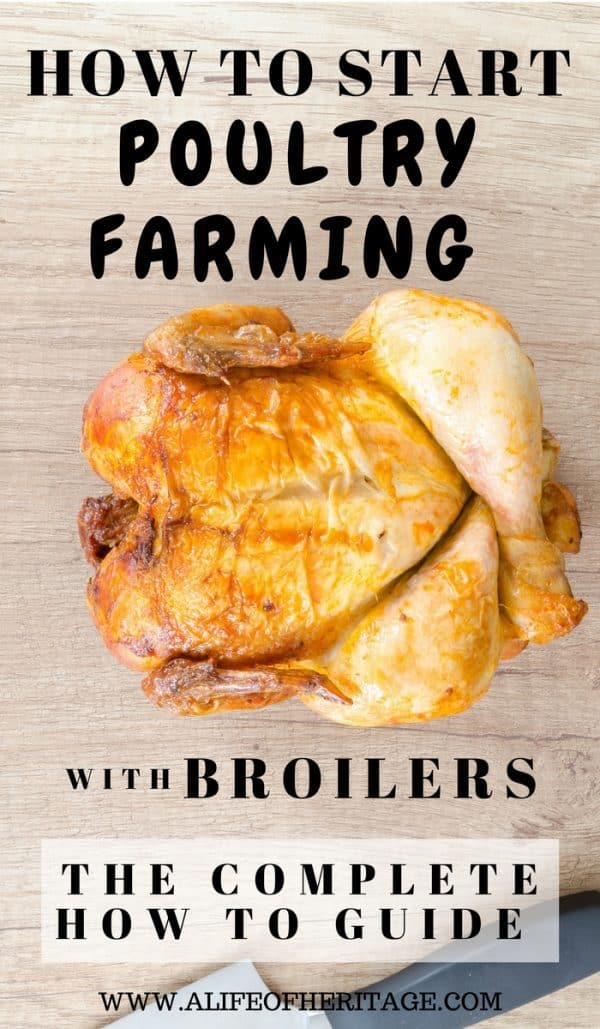 2023 Comprehensive Guide: How to Start Poultry Farming with Broilers