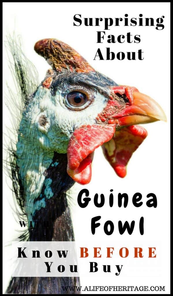 Surprising Facts About Guinea Fowl: Know BEFORE Buying!