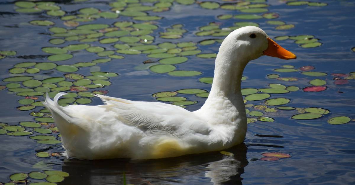 Your Quick and Easy How-To Guide to Raising Ducks