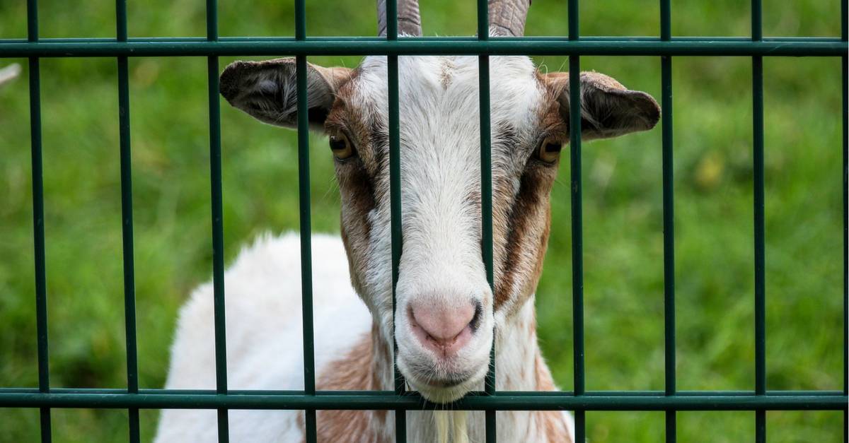 What Do Goats Eat? Your Goat Nutrition Guide!