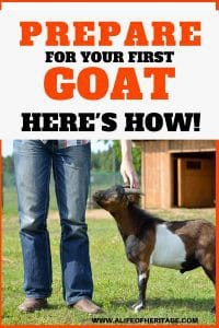 What You Need BEFORE Bringing Home Your First Goat