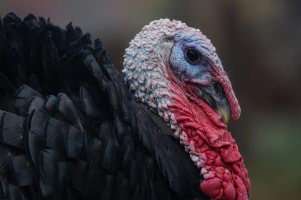 Turkey Feathers: More Facts, Awesome Ideas, and Buying Guide