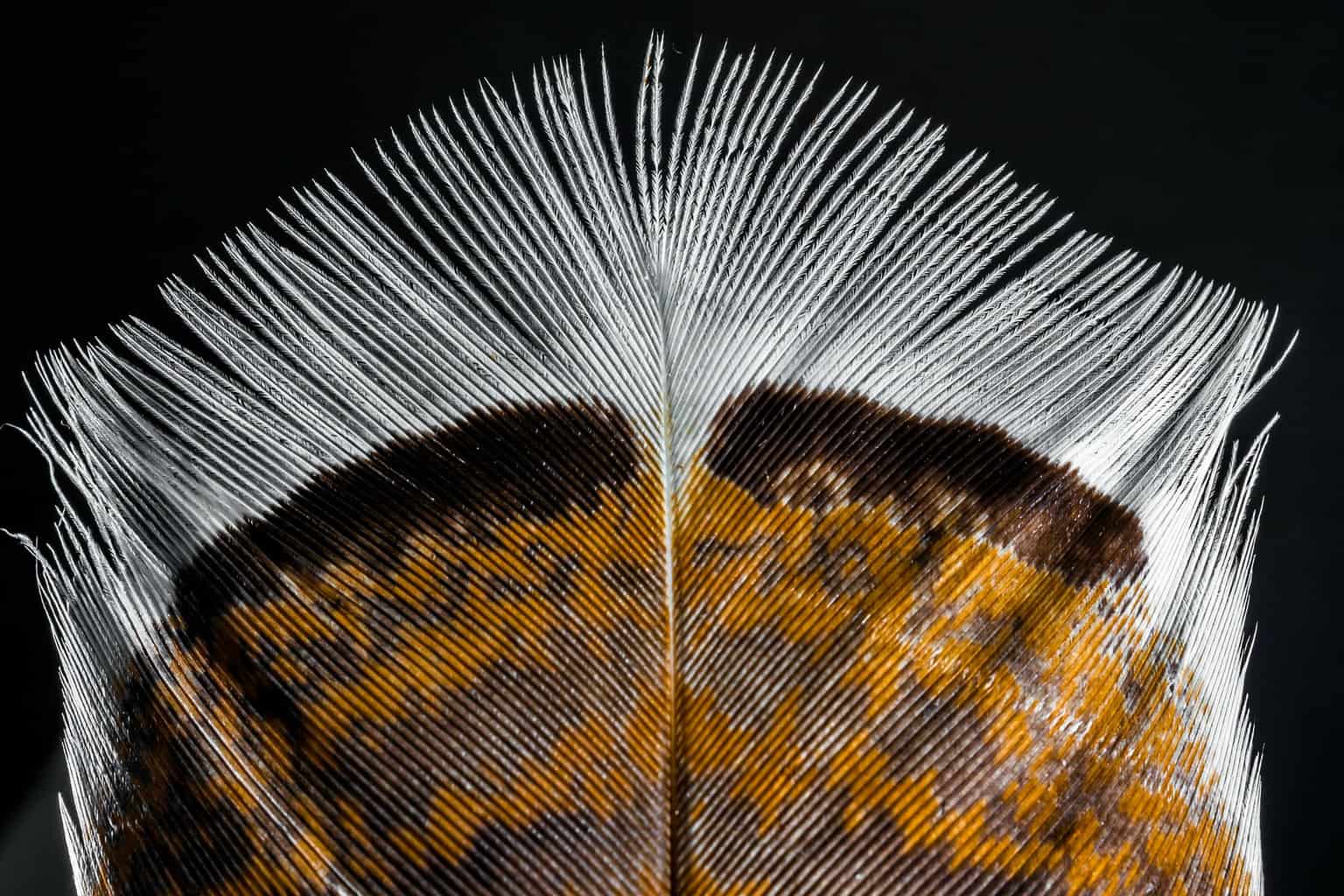 Turkey Feathers: More Facts, Awesome Ideas, and Buying Guide