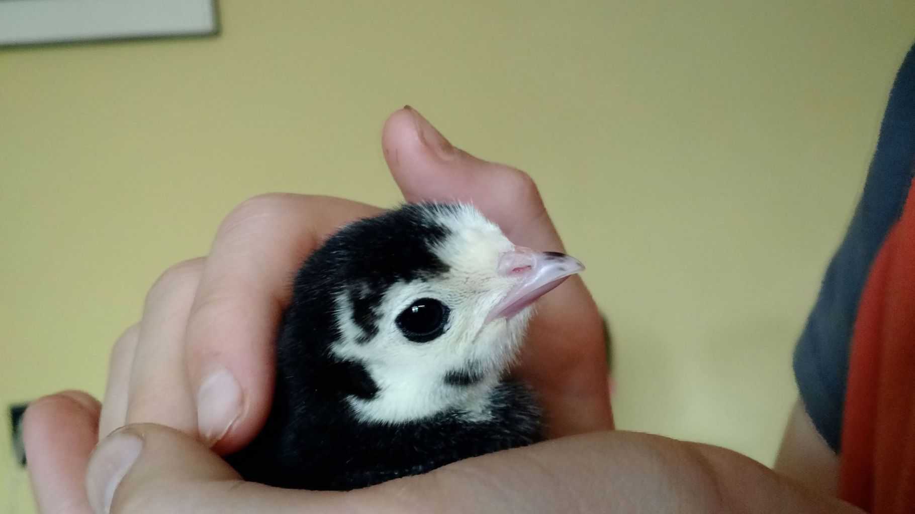 Turkey Eggs Facts: (Size, Nutrition, & Taste??), +How to Hatch Them