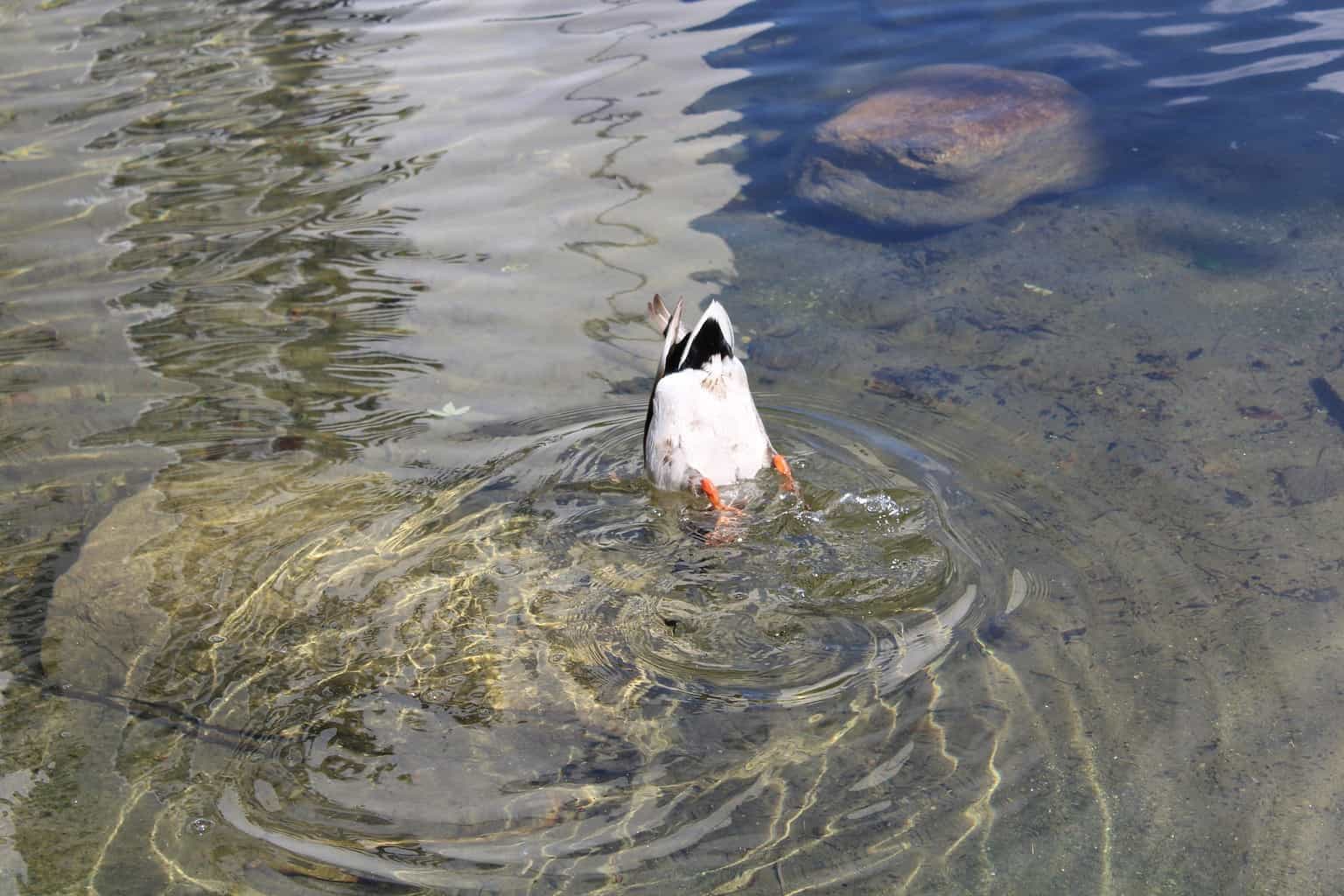 What Do Ducks Eat? How-To and Tips for Domestic and Wild Ducks