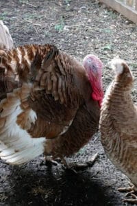 Do Turkeys Lay Eggs? Your Questions Answered! Great Turkey Egg info!