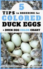 5 Tips to Breeding for Colored Ducks Eggs (+Duck Egg Color Chart!)