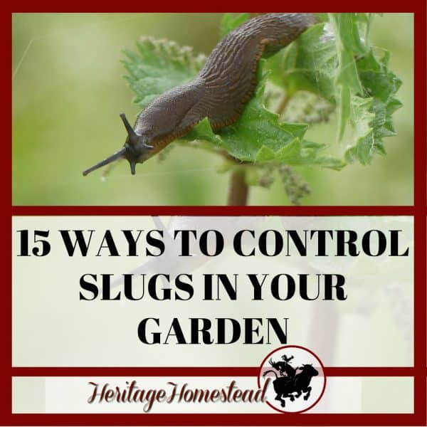 Slugs: 15 Easy, Natural, And Effective Ways To Control Slugs