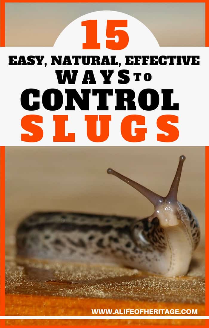Slugs: 15 Easy, Natural, And Effective Ways To Control Slugs