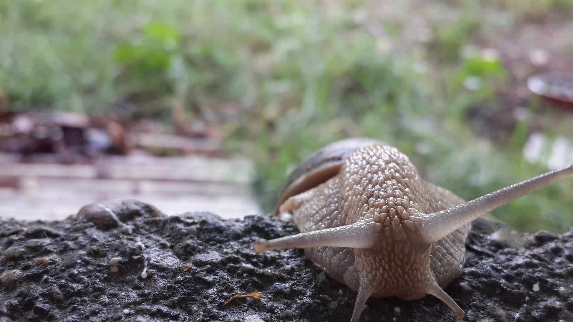 Slugs: 15 Easy, Natural, And Effective Ways To Control Slugs