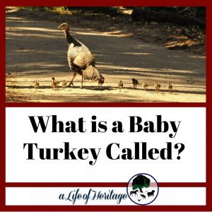 Turkey Eggs Facts: (Size, Nutrition, & Taste??), +How to Hatch Them