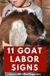 11 Goat Labor Signs You NEED to Know | 2025 | Detailed info and pics