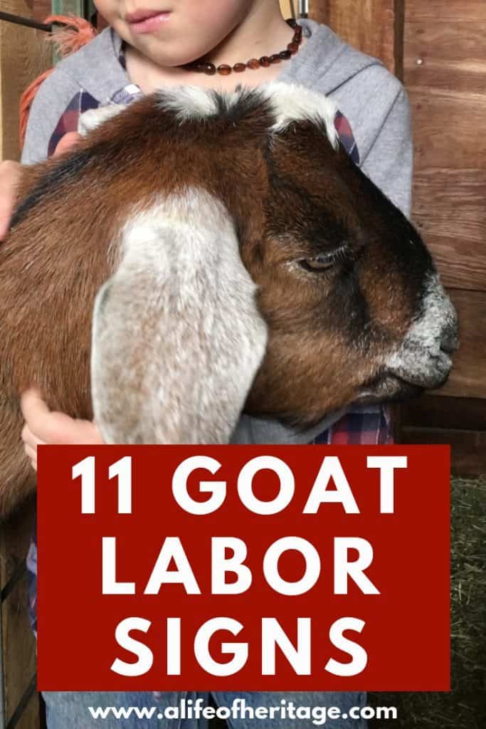 11 Goat Labor Signs You NEED to Know | 2025 | Detailed info and pics