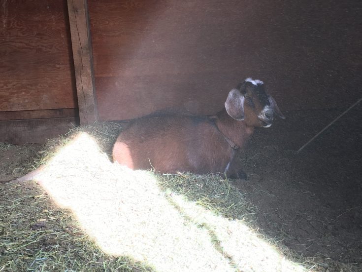 11 Goat Labor Signs You NEED to Know