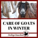 Raising Goats Information and Resources for 2021