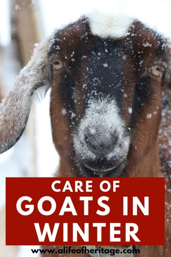 Goats in Winter: Care even in Negative Temperatures!