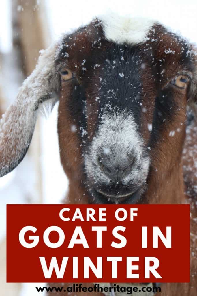 Goats in Winter: Care even in Negative Temperatures!