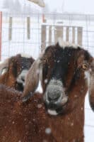 Goats in Winter: Care even in Negative Temperatures!