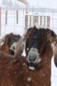 Goats in Winter: Care even in Negative Temperatures!