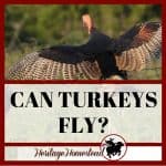 What is a Group of Turkeys Called? And History Behind Name