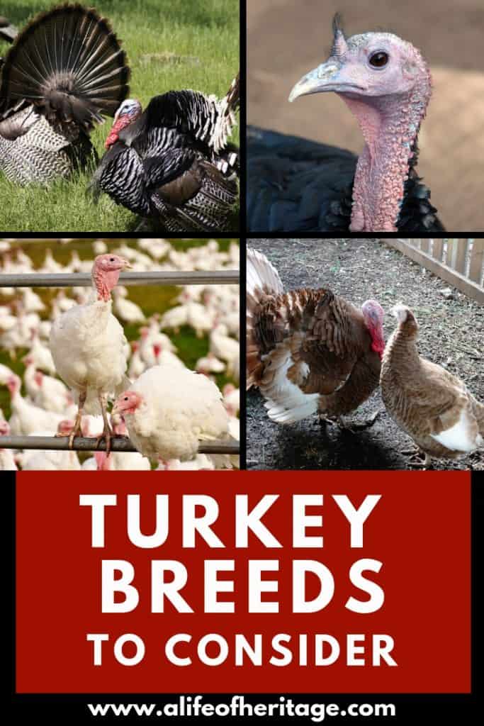 11 11 Turkey Breeds You NEED to Know About if You Plan to Raise Turkeys ...