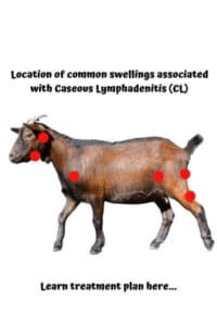 CL in Goats | Treatment Plan | All the Facts: Caseous Lymphadenitis