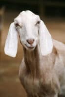 CDT Vaccine for Goats: Is it Necessary or Not? | September 2025