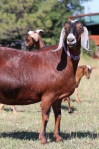 Goat Bloat: The Airtight Truth | Treatment & Prevention Plan