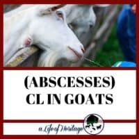 Raising Goats Information and Resources for 2023