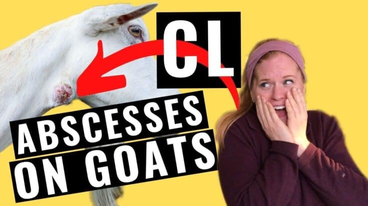 5 Goat Sicknesses and Diseases You NEED to Know About