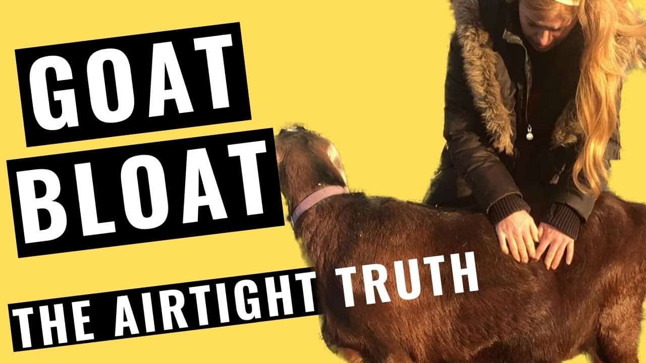 5 Goat Sicknesses and Diseases You NEED to Know About