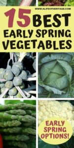 15 Best Vegetables to Plant in Early Spring | Cold Loving Plants!