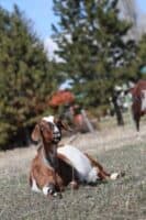 Goat Coughing: Normal or Sick? What You Need to Know!