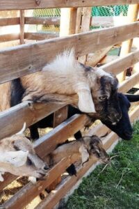 Goat Pen: The Pen Setup You Need for Your Goats