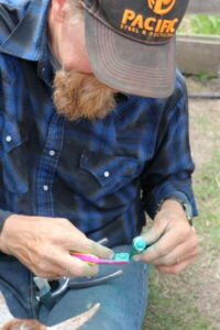 How to Tattoo a Goat (Step-by-Step with Pictures & Video)