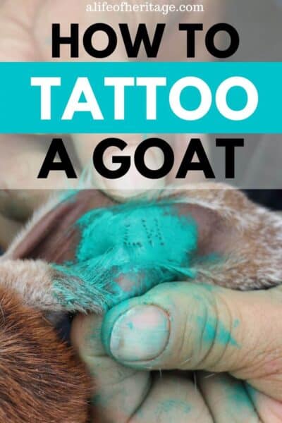 How to Tattoo a Goat (Step-by-Step with Pictures & Video)