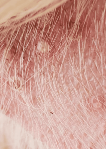 Staph Infections in Goats: How to Treat and Are They Contagious?