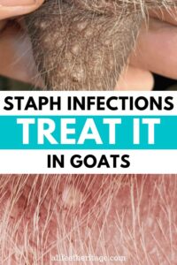 Staph Infections in Goats: How to Treat and Are They Contagious?