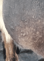 Staph Infections in Goats: How to Treat and Are They Contagious?
