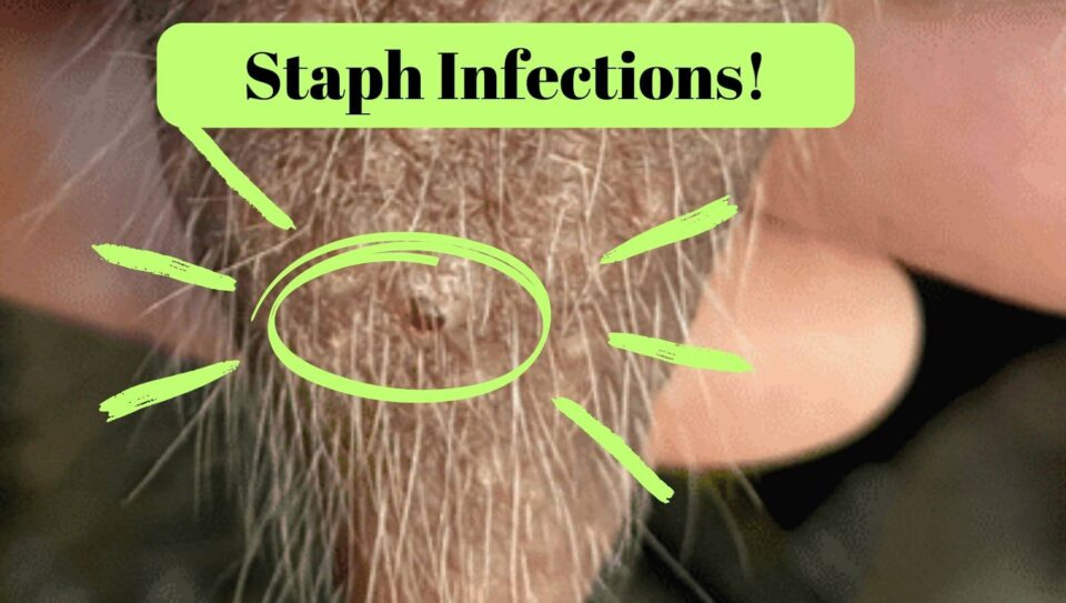 Staph Infections in Goats: How to Treat and Are They Contagious?